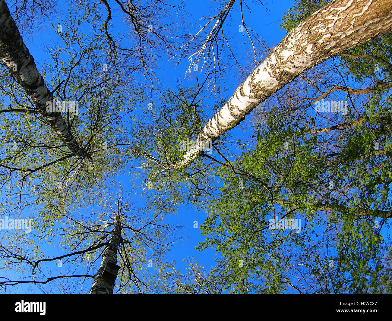 Three big birch trees on the background of the spring sky - view from ...