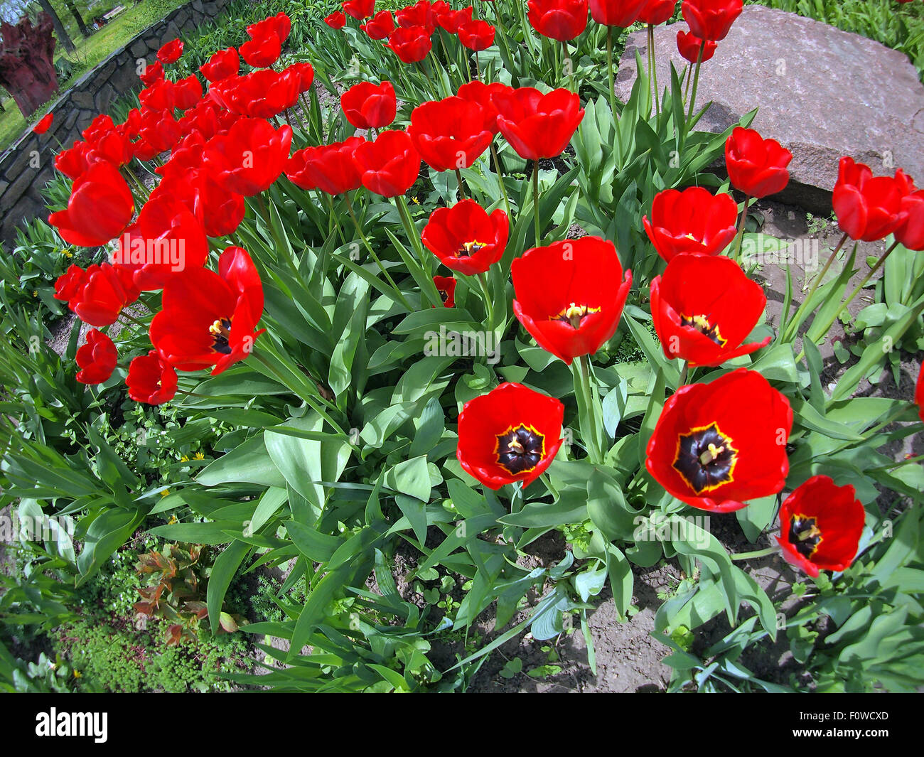 Pink tulips wide angle hi-res stock photography and images - Alamy