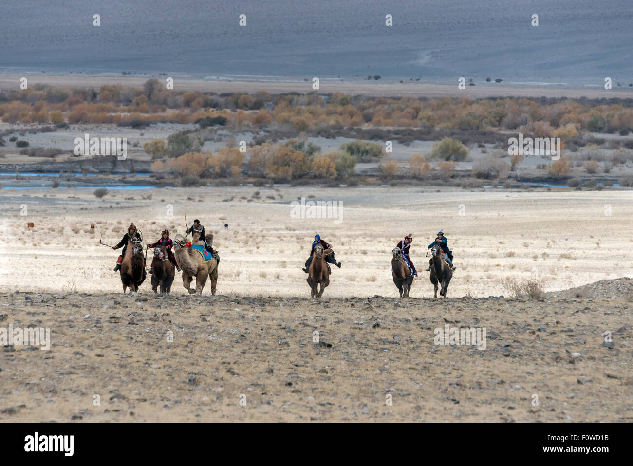 Camel race hi-res stock photography and images - Alamy