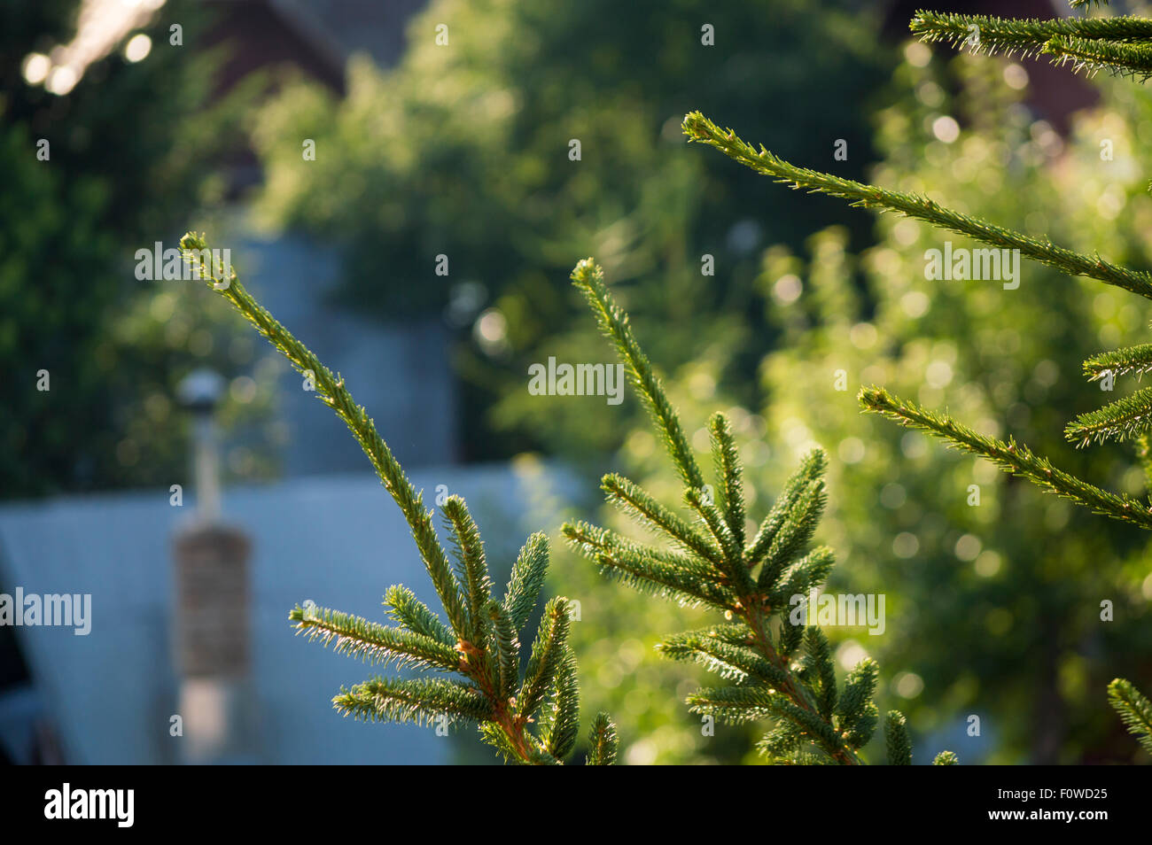 Pine tree branches Stock Photo - Alamy