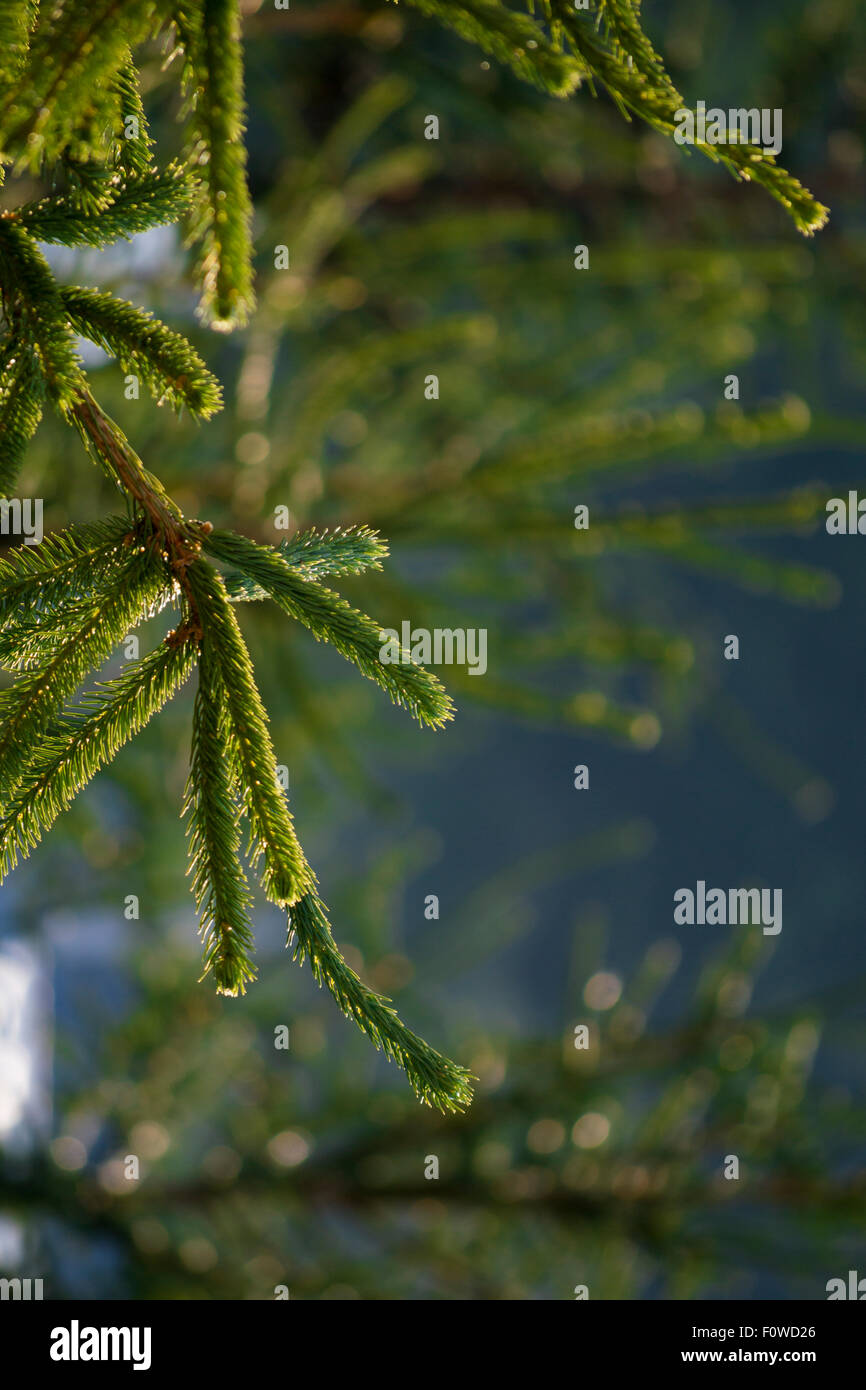 Pine tree closeup Stock Photo - Alamy