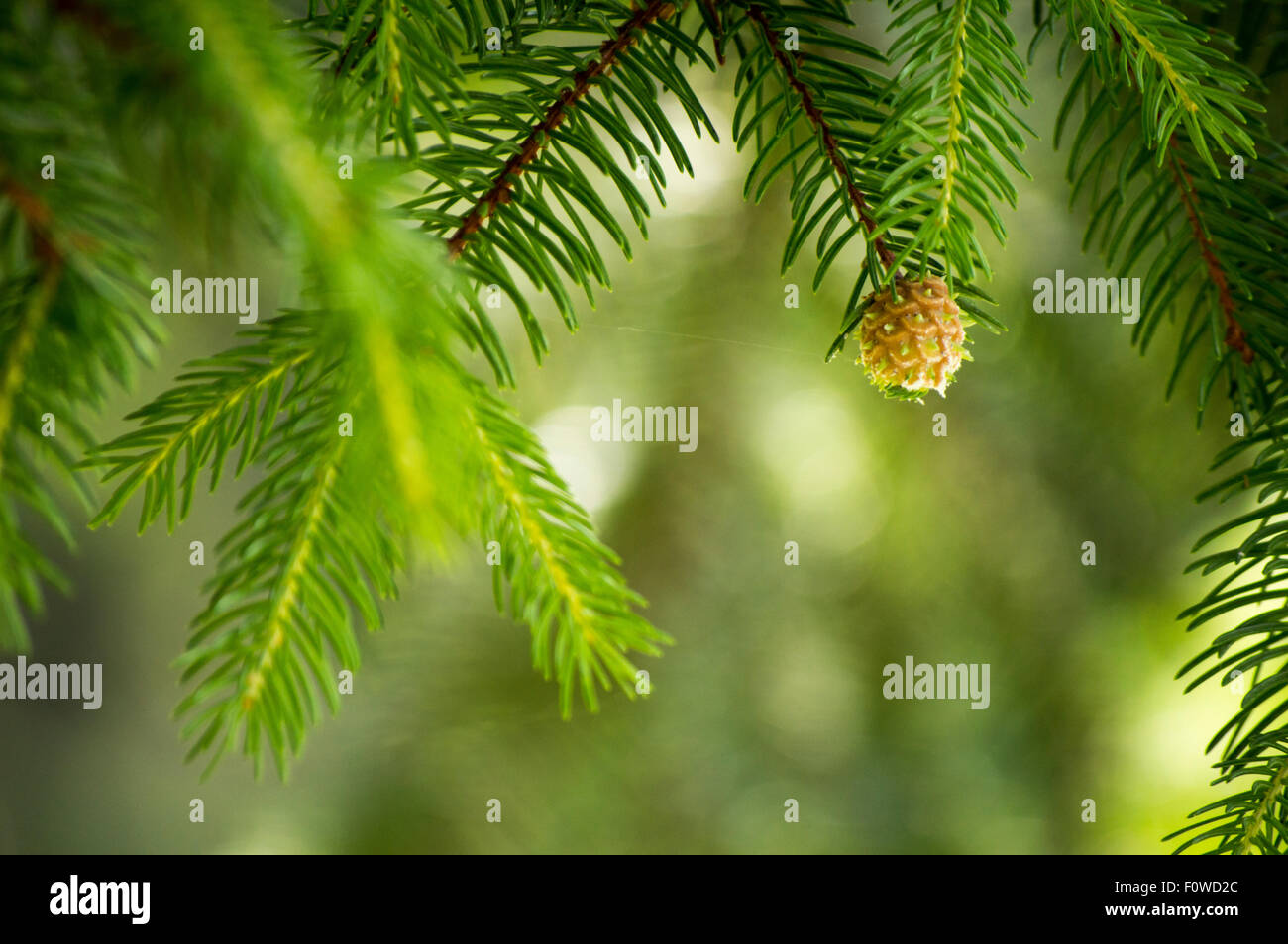 Extreme Pine tree closeup Stock Photo - Alamy