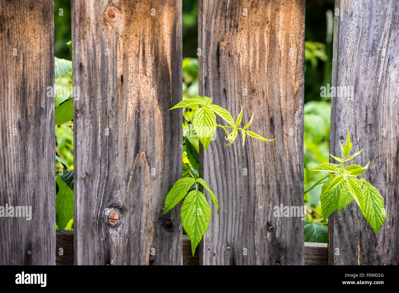 Raspberry plant fence hi-res stock photography and images - Alamy