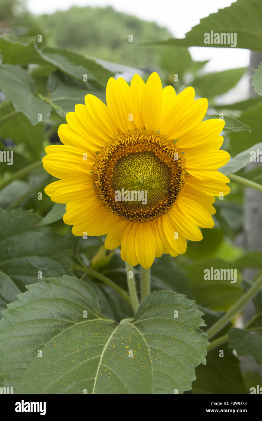 Sunflowers in a front yard in Windsor Terrace; Brooklyn; NY Stock Photo ...