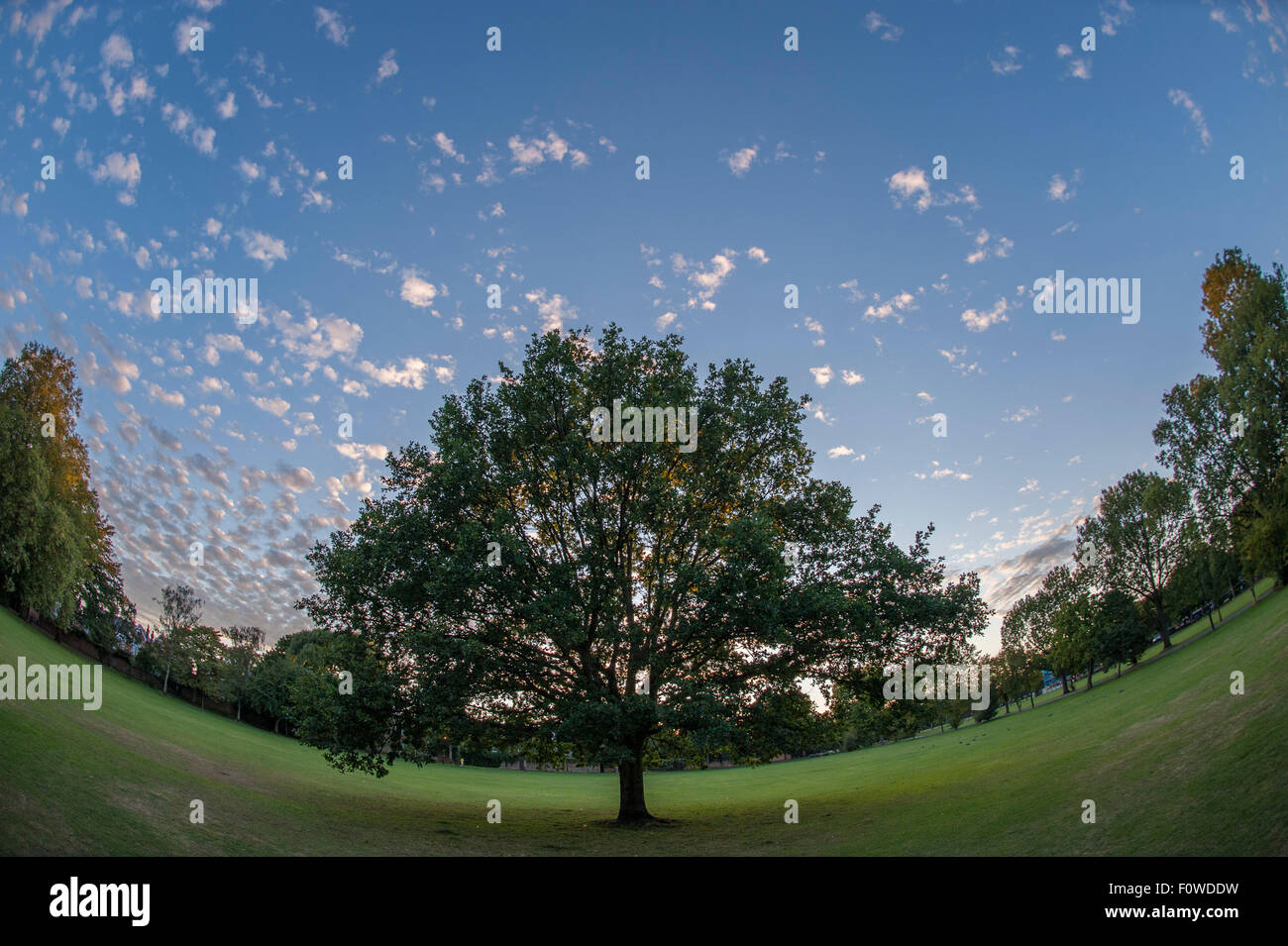 A single tree taken with a fisheye lens in a London park in summertime ...