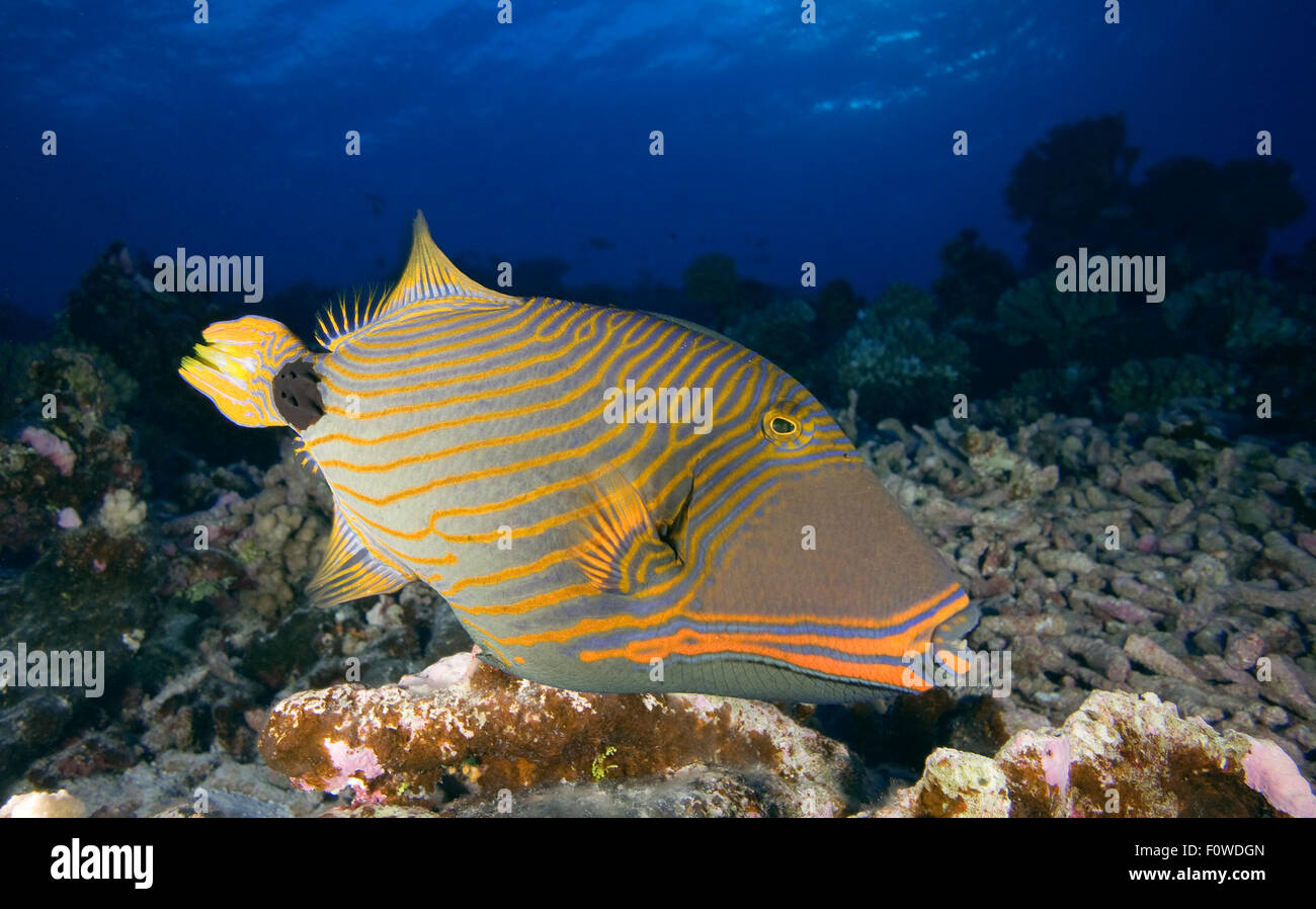 Trigger fish in blue water hi-res stock photography and images - Alamy