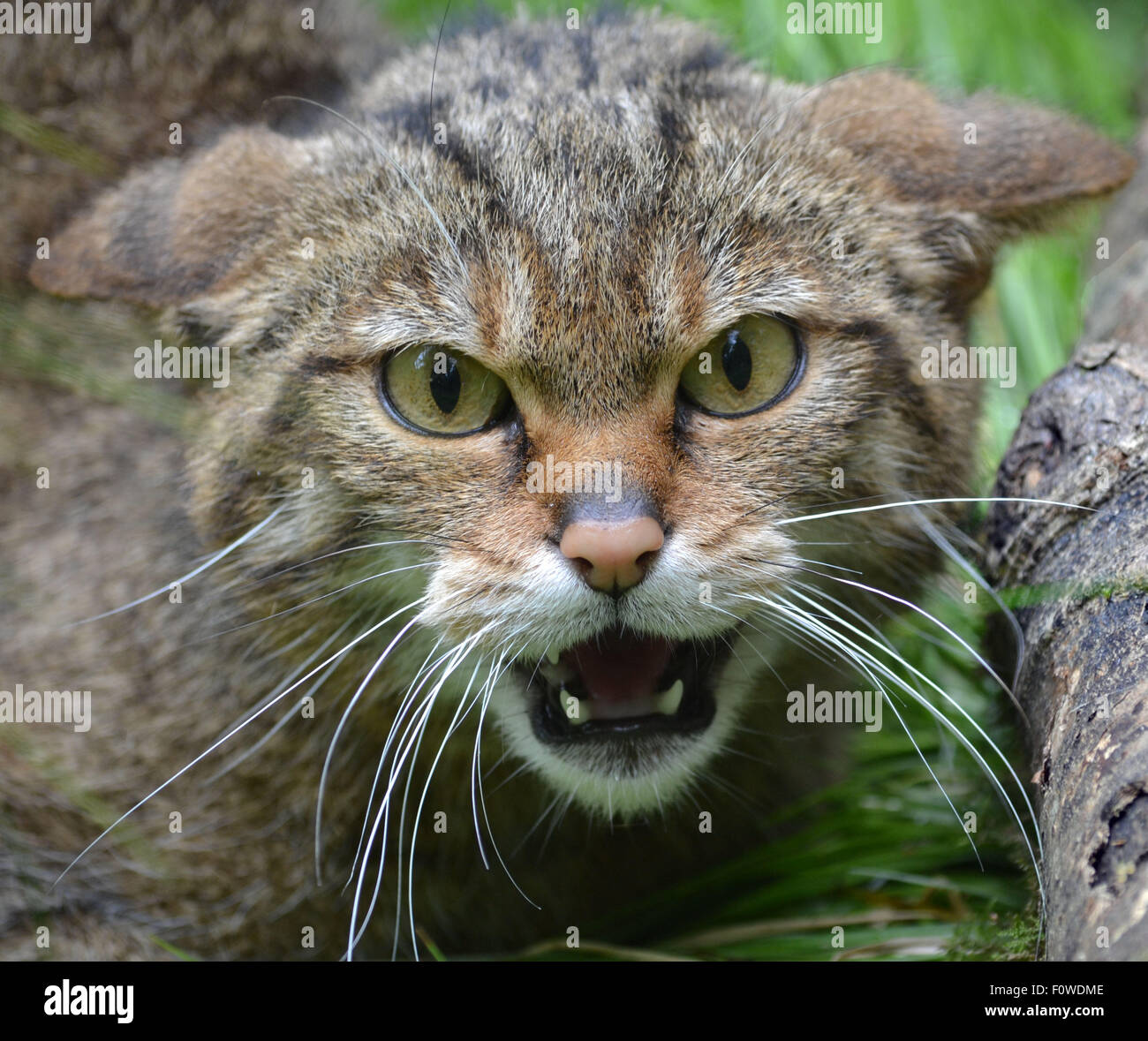 Rare wildcat hi-res stock photography and images - Alamy