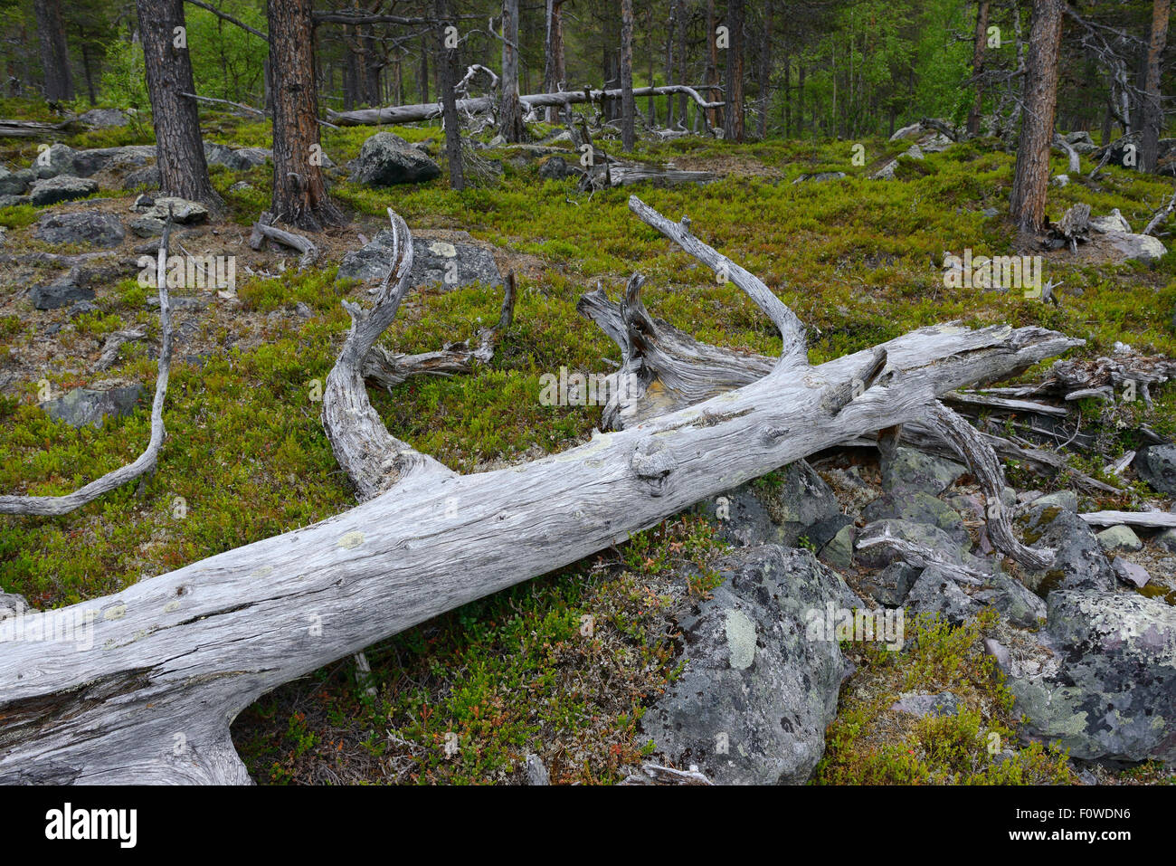 Dead Scots pine (Pinus sylvestris) trunk on ground, Stora Sjofallet ...
