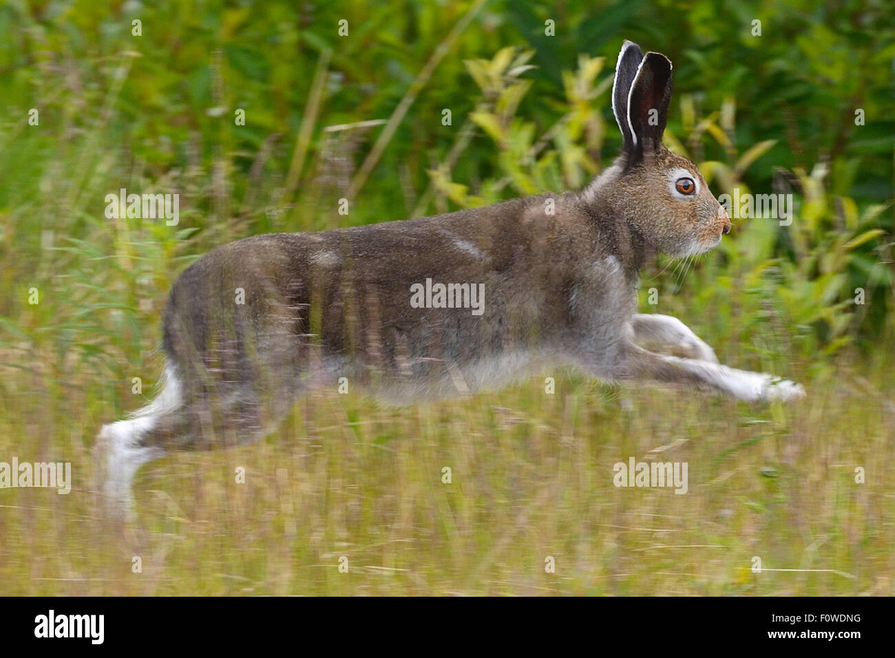 Mountain hare (Lepus timidus) running, Stora Sjofallet National Park ...