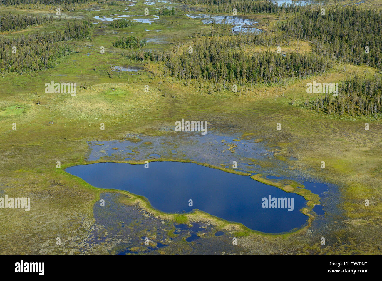 Aerial view of peat bogs and taiga boreal forest, Sjaunja Bird ...