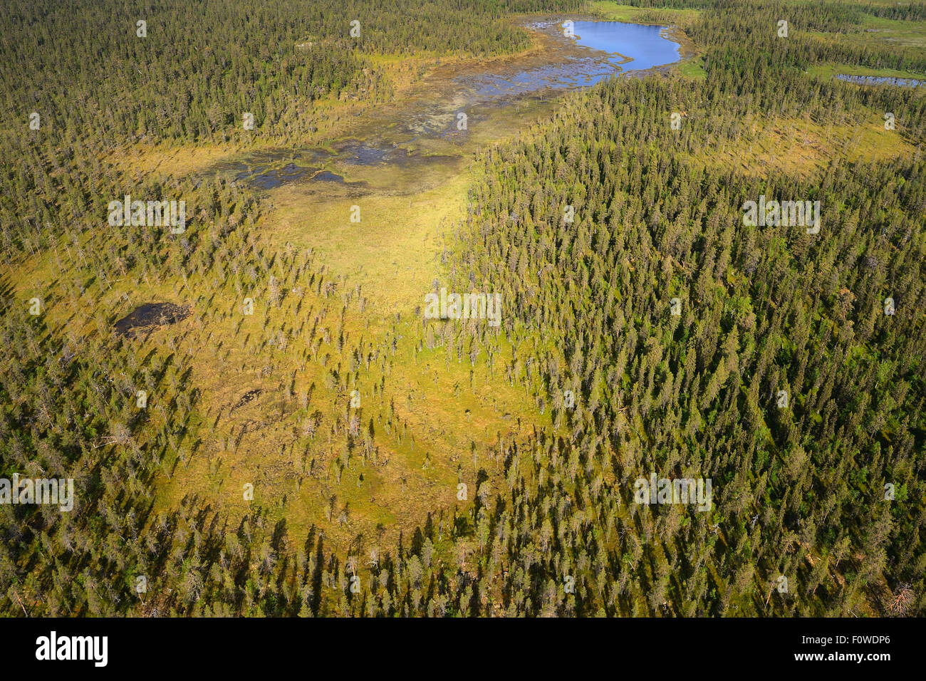 Aerial view of peat bogs and taiga boreal forest, Sjaunja Bird ...
