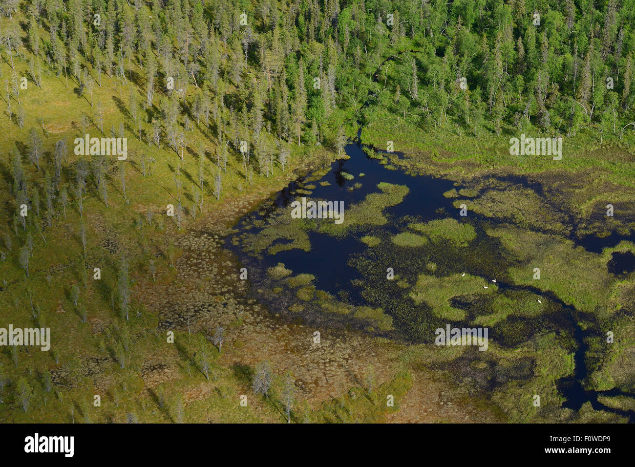 Aerial view of peat bogs and taiga boreal forest, Sjaunja Bird ...