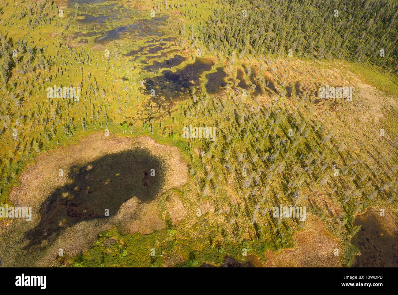 Aerial view peat bogs taiga hi-res stock photography and images - Alamy