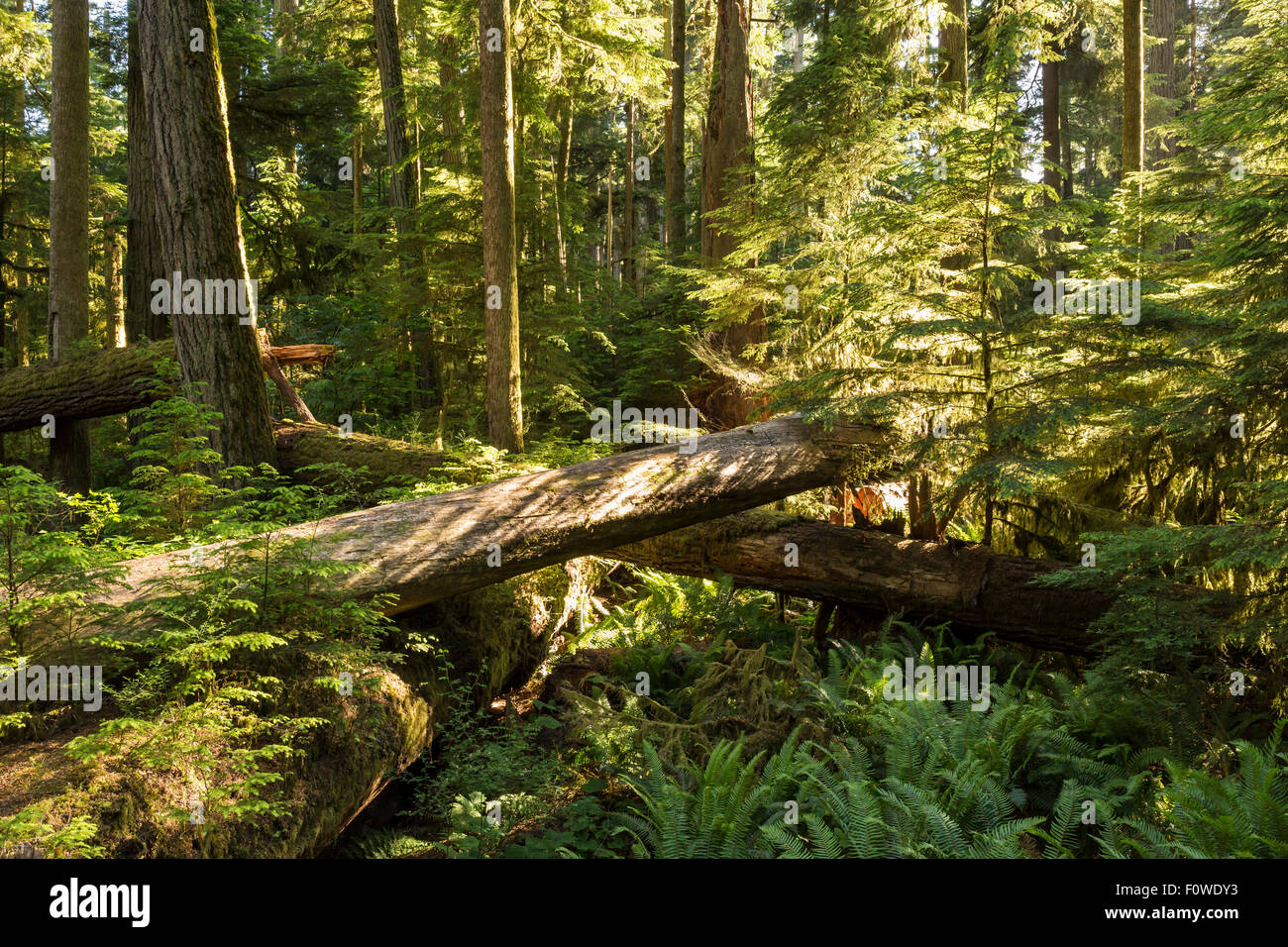 Saplings grow amongst downed giant Douglas Fir trees in lush Cathedral ...