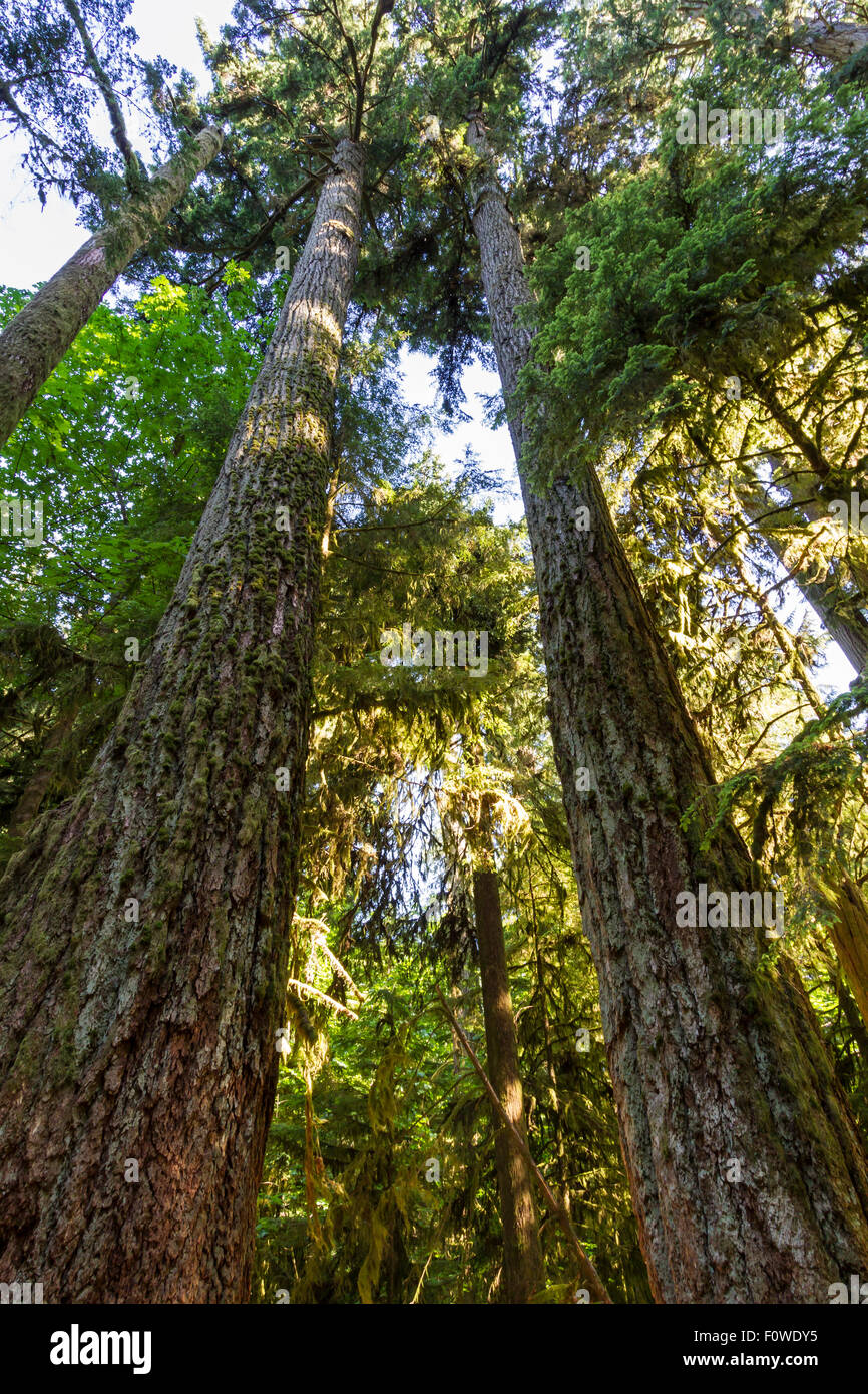 Giant Douglas Fir trees reach straight up to the sun in Cathedral Grove ...