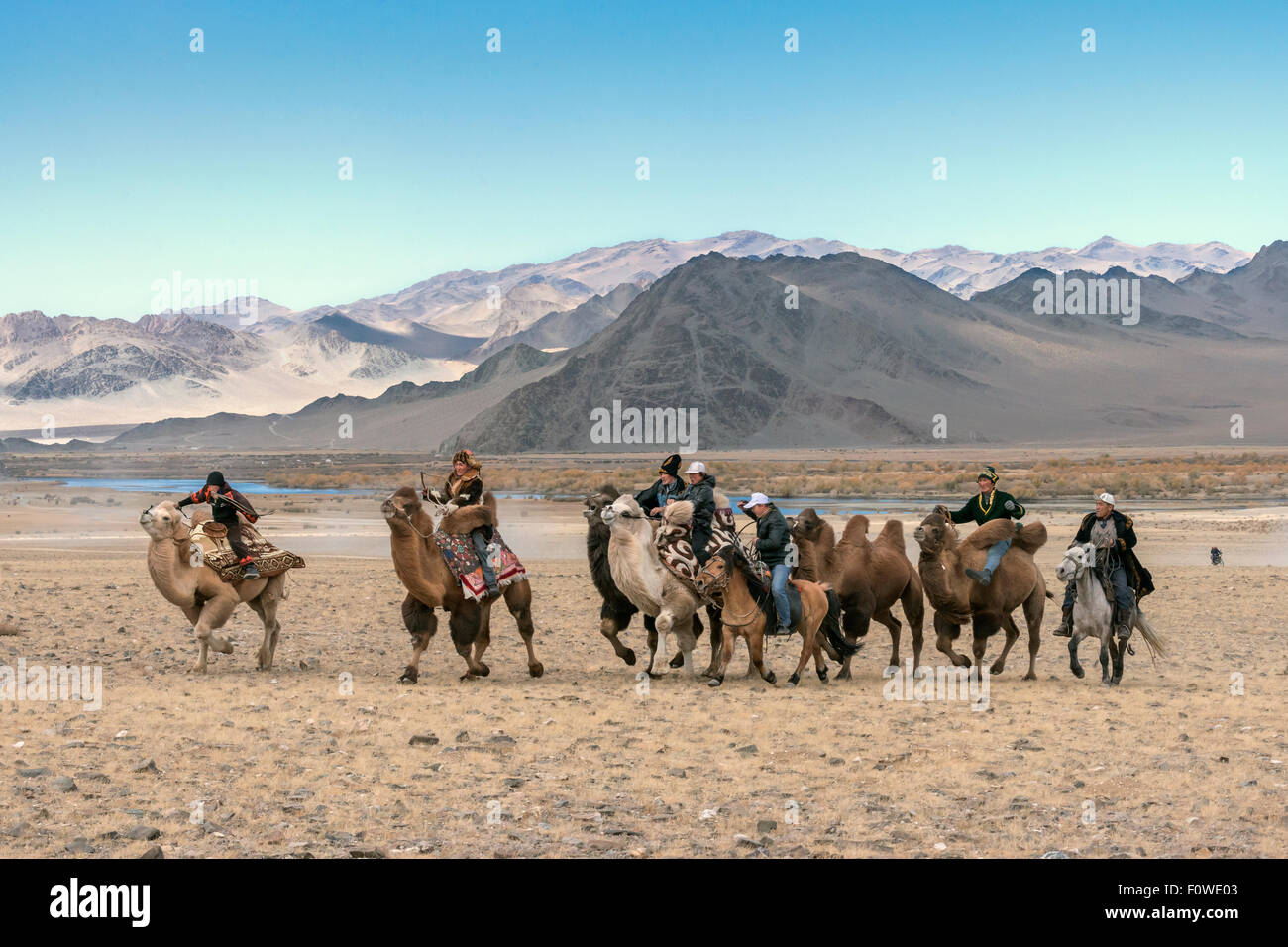 The rest of the pack, camel race at the Eagle Festival, Olgii, Western ...