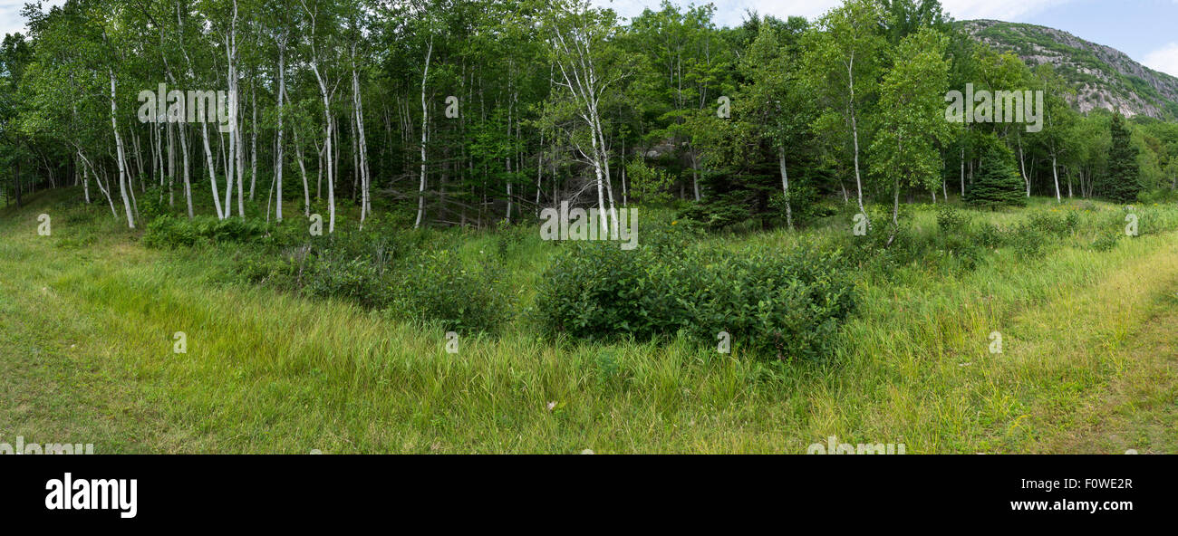 Panoramic trees hi-res stock photography and images - Alamy