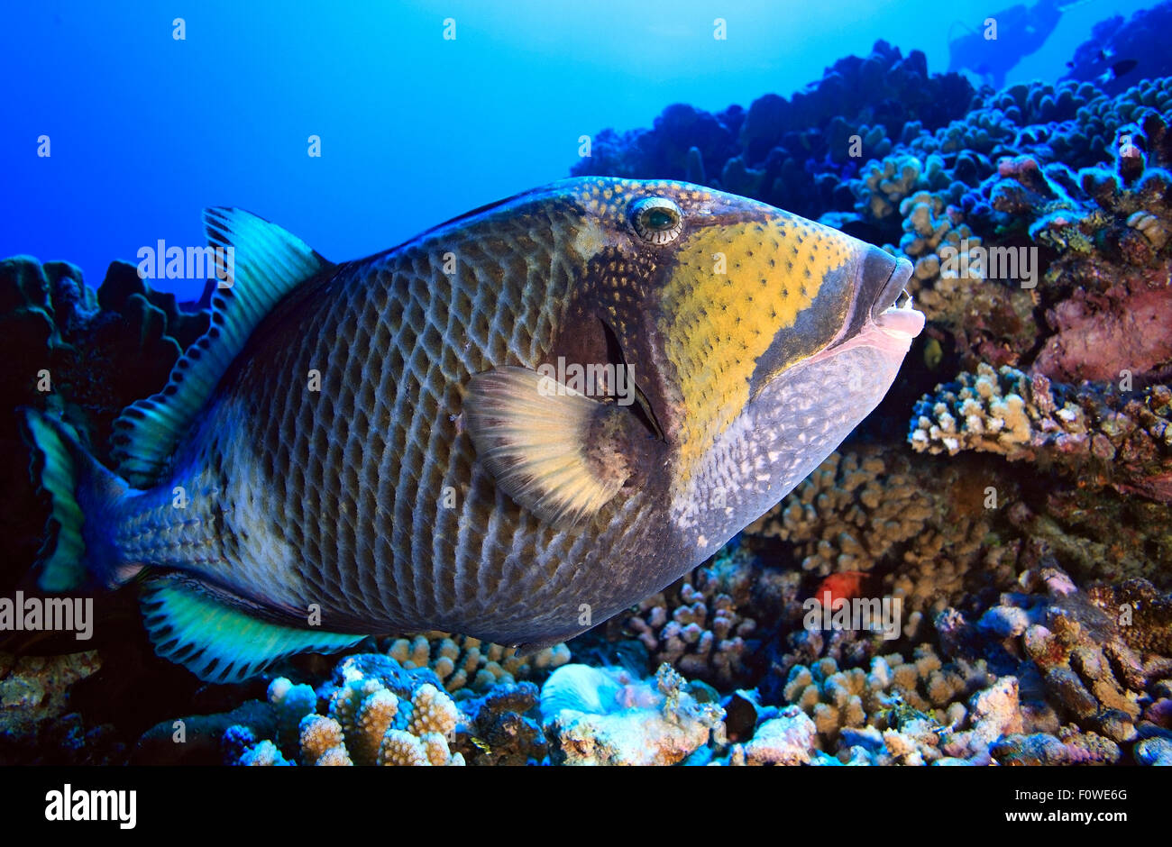 TRIGGERFISH SWIMMING ON CORAL REEF IN CLEAR BLUE WATER Stock Photo - Alamy