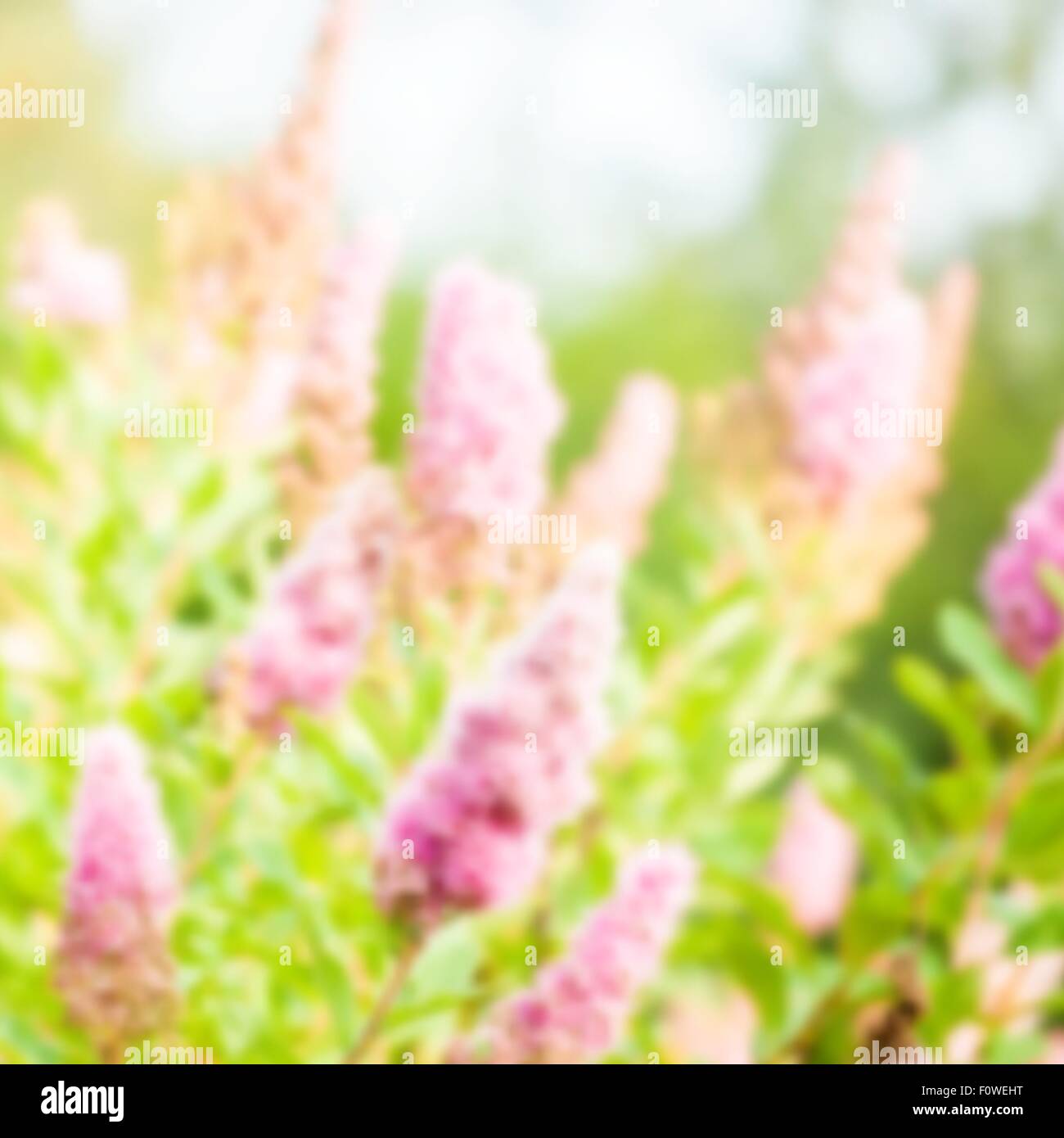 Purple buddleja davidii Stock Vector Images - Alamy