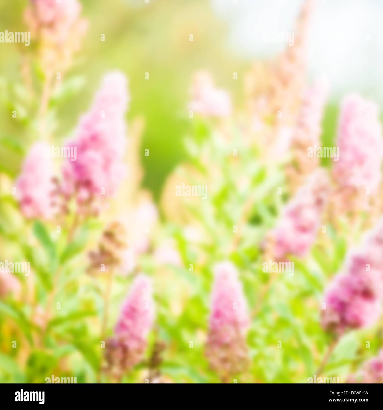 Buddleja blooming Stock Vector Images - Alamy