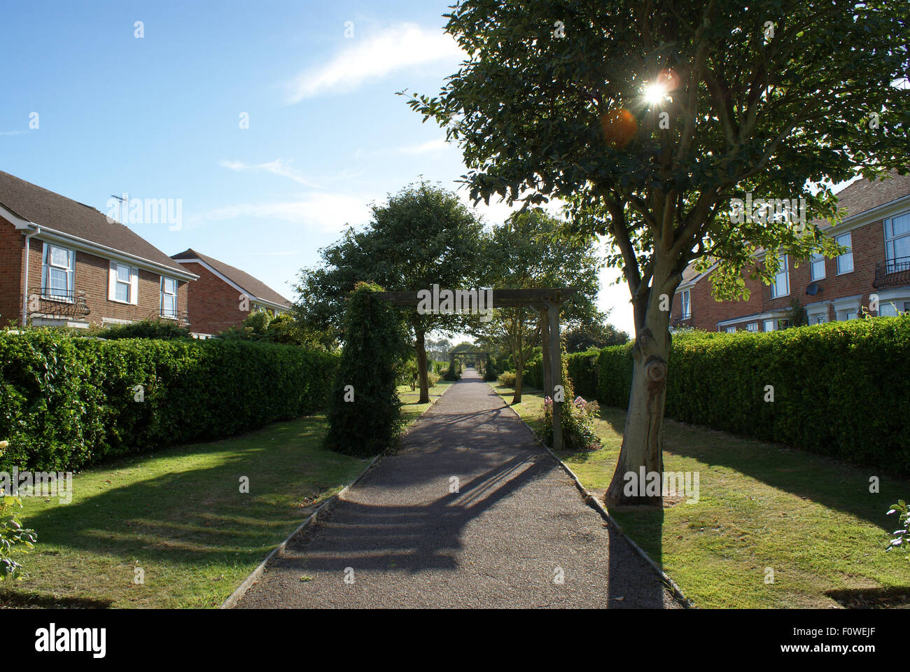 Afternoon sun shining through a tree on a peaceful green walk path in ...