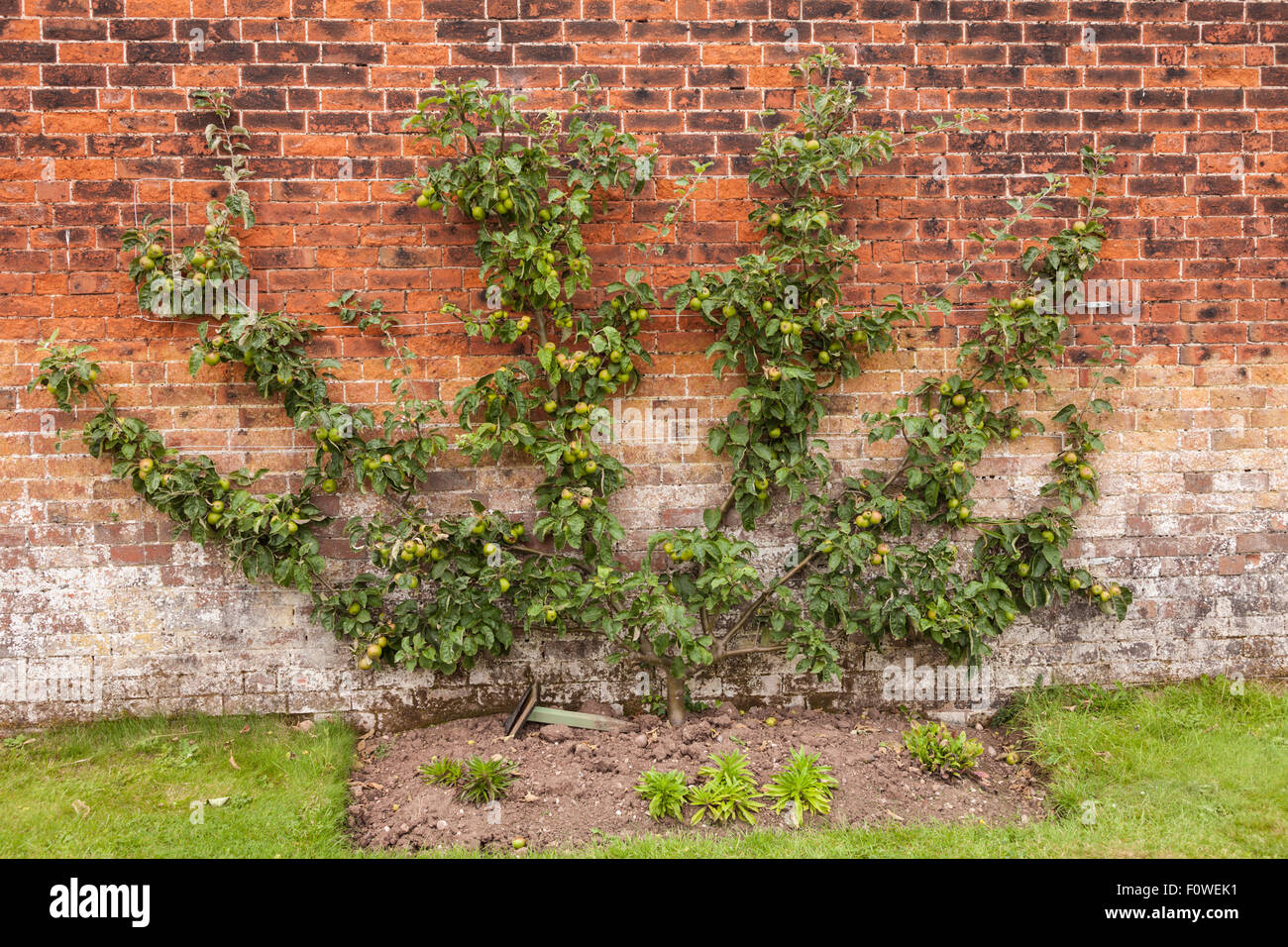 Apple Growing Against Wall High Resolution Stock Photography and Images ...