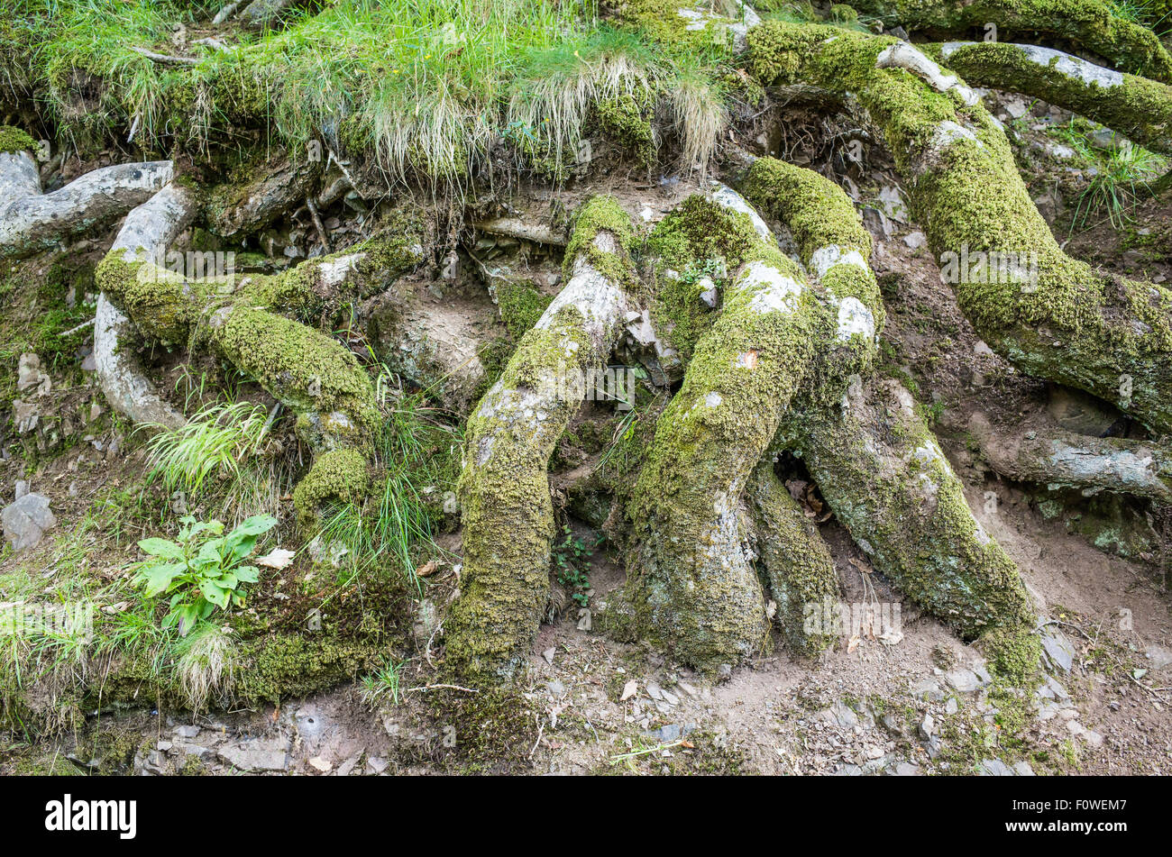 Tree with long roots hi-res stock photography and images - Alamy