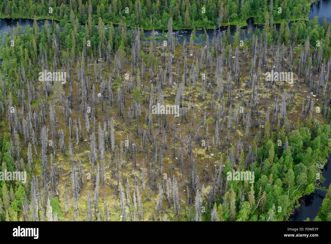 Aerial view of taiga forest with a patch of dead tees surrounded by ...