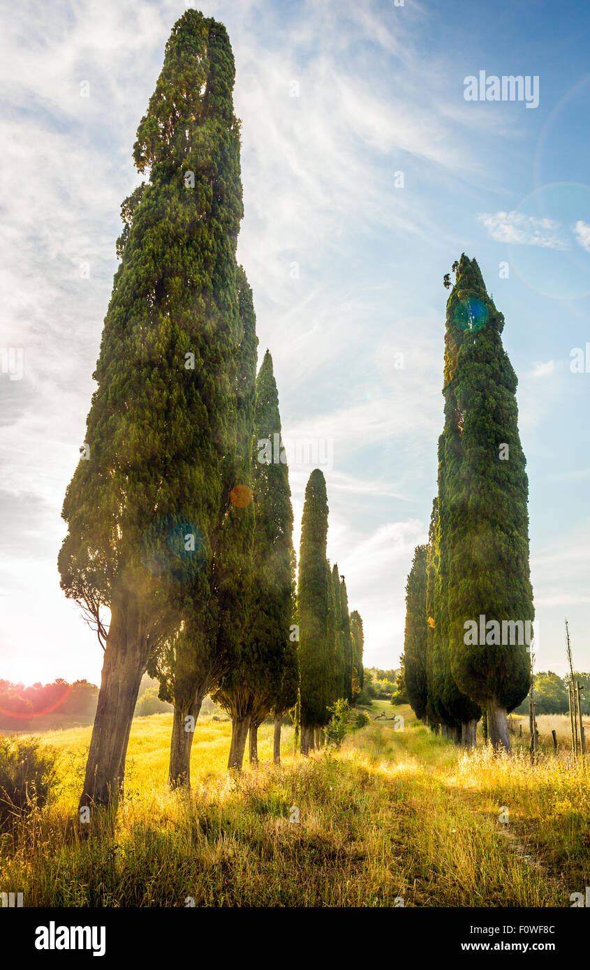 Tuscany countryside cypres trees hi-res stock photography and images ...
