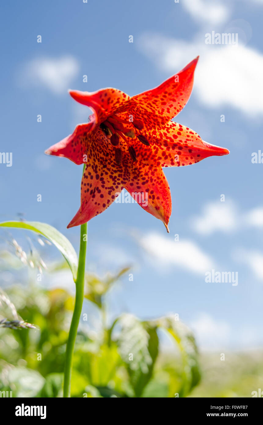 A rare red speckled lily in the Roan Mountain highlands Stock Photo - Alamy