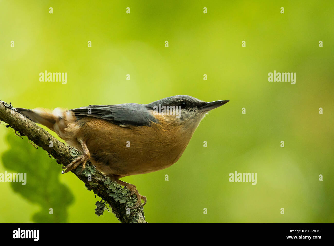 Closeup of a Eurasian nuthatch or wood nuthatch (Sitta europaea) in a ...