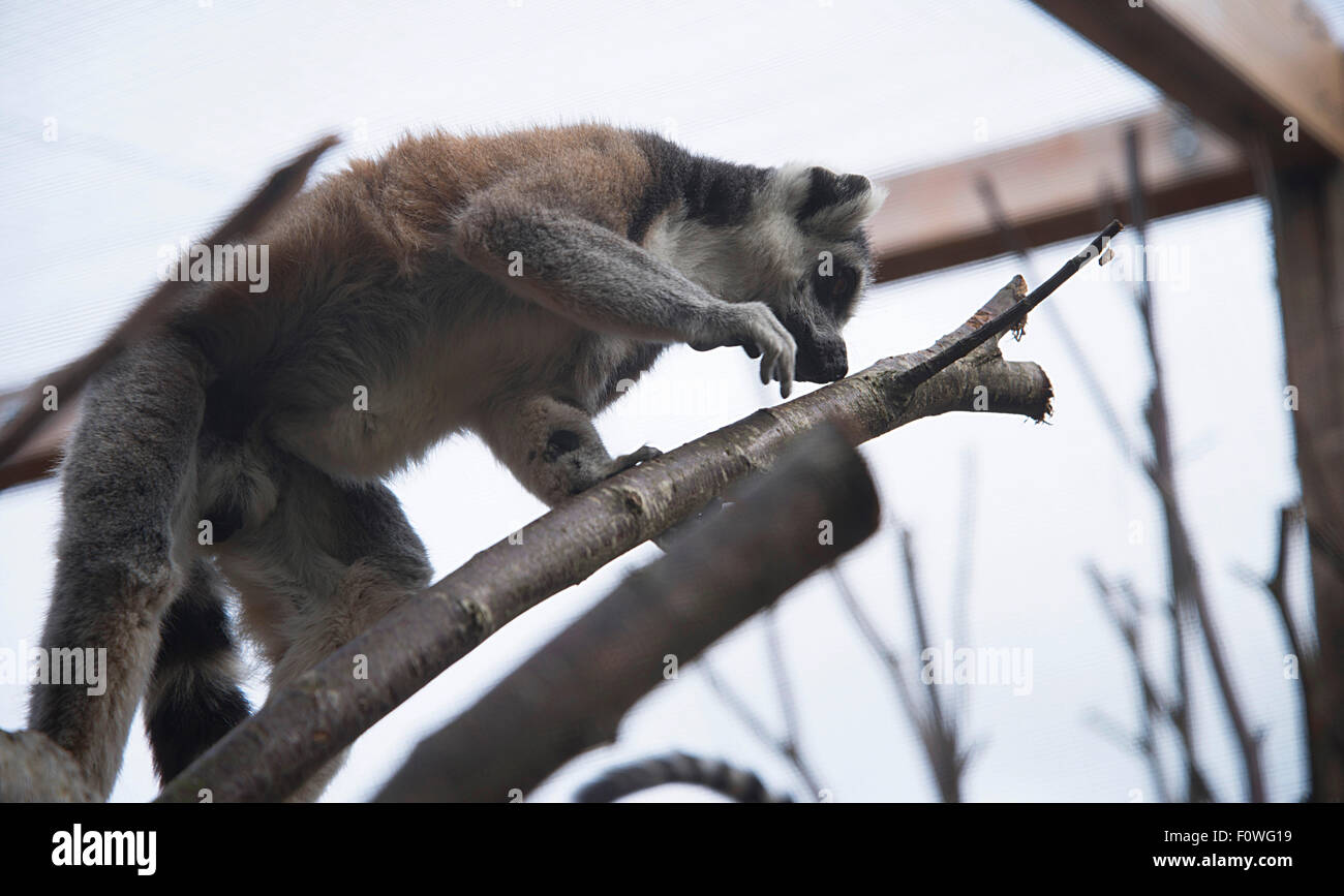 Lemur climbs tree inside the new Lemur enclosure home. Picture taken ...