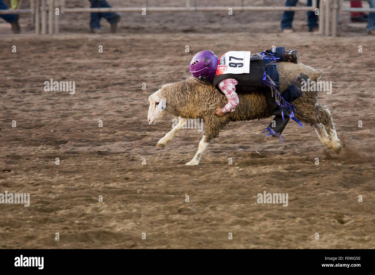 Estes Park, Colorado - Children ages 5-8 ride sheep during the Mutton ...