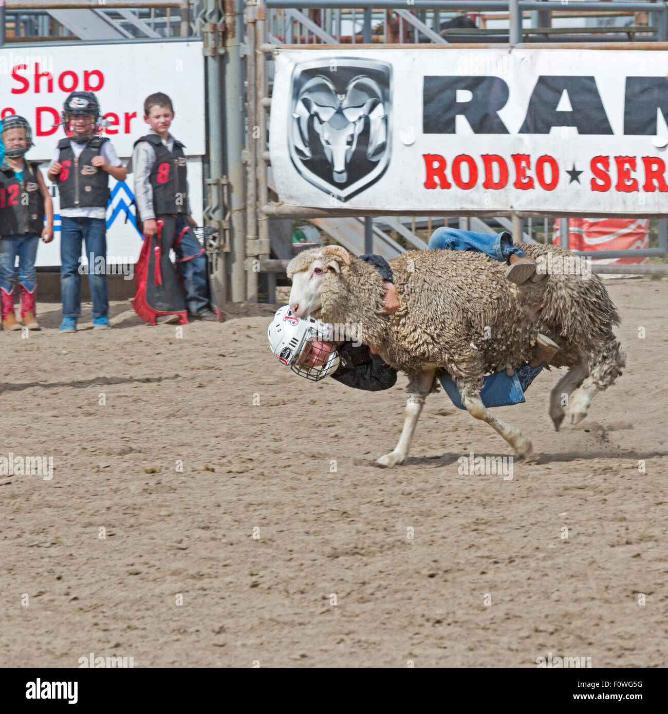 Estes Park, Colorado - Children ages 5-8 ride sheep during the Mutton ...