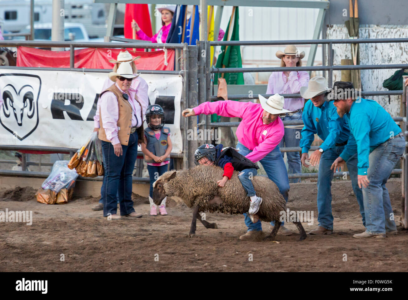 Riding sheep hi-res stock photography and images - Alamy