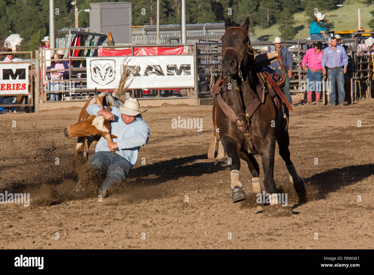 Steer wrestling hi-res stock photography and images - Alamy