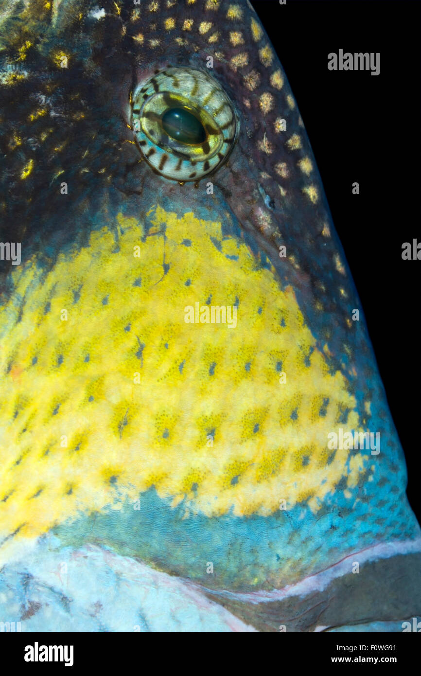 UNDERWATER CLOSE-UP FACE VIEW OF TRIGGERFISH ON CORAL REEF Stock Photo ...