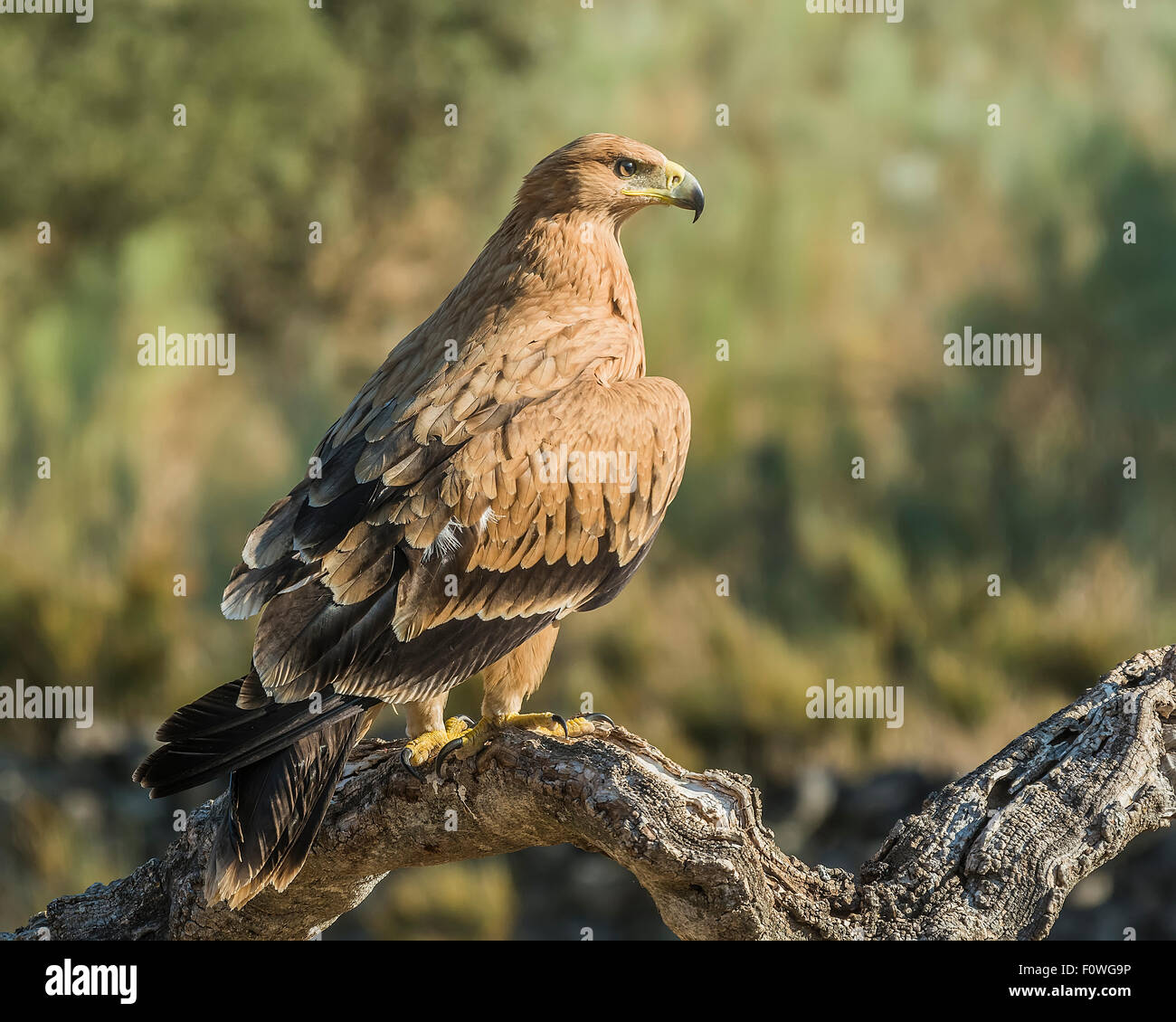 Spanish imperial eagle Stock Photo - Alamy