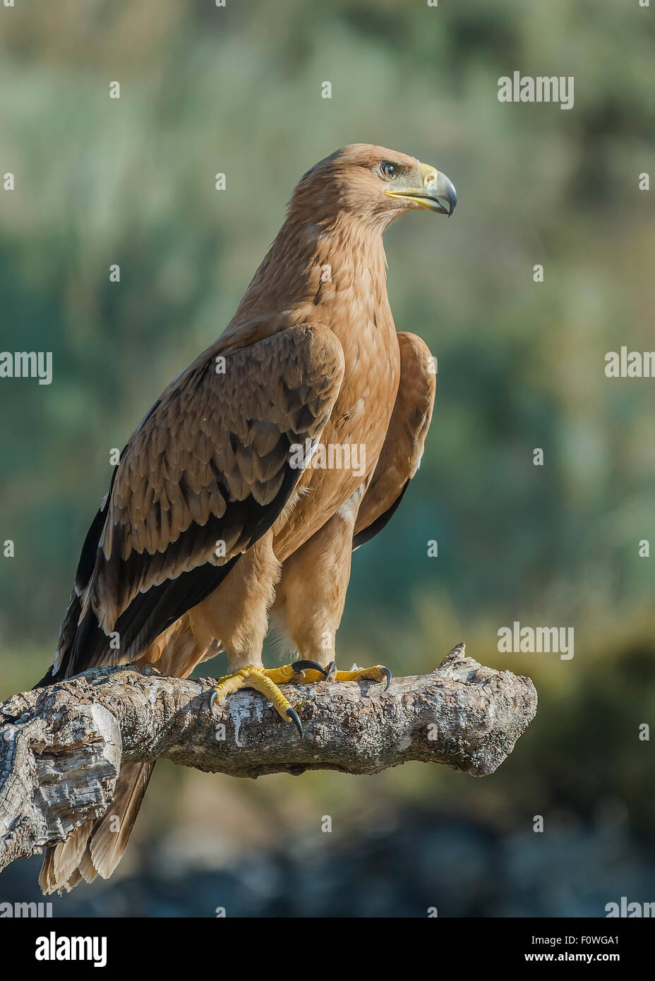 Spanish imperial eagle Stock Photo - Alamy