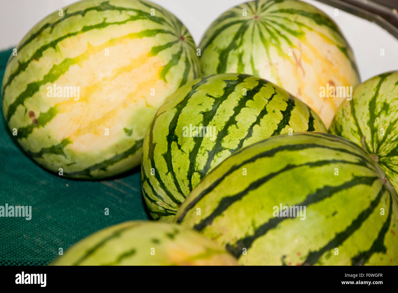 Watermelons with dark green stripes and yellow patches grouped together ...