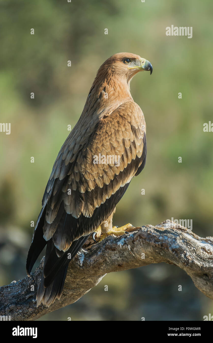 Spanish imperial eagle Stock Photo - Alamy