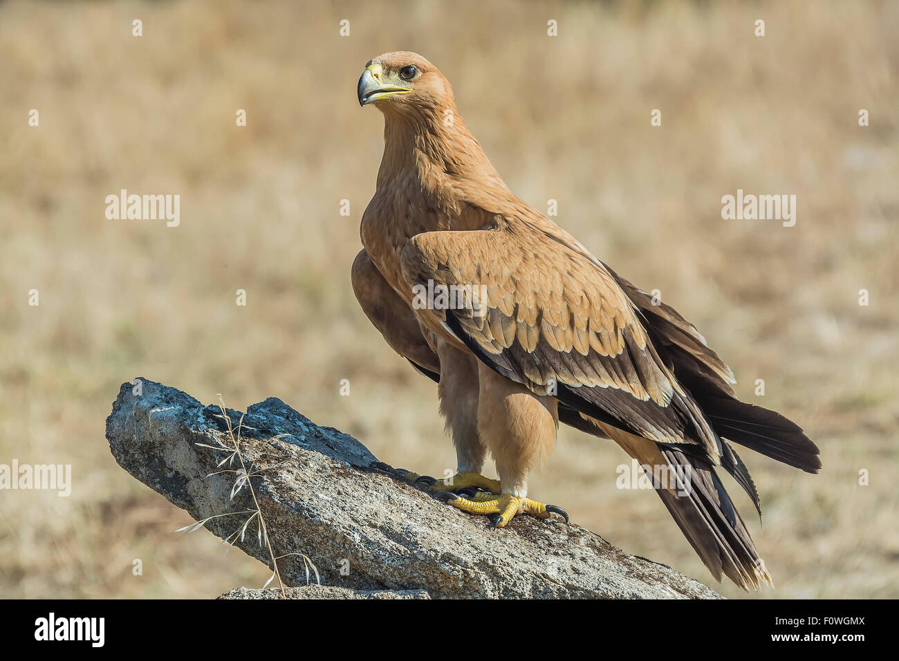 Spanish imperial eagle Stock Photo - Alamy