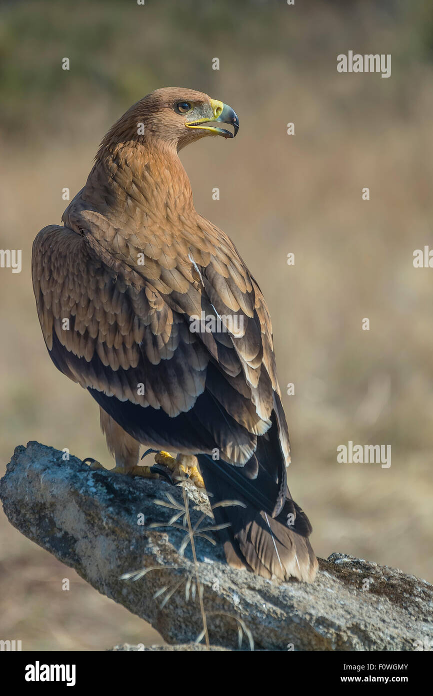 Spanish imperial eagle Stock Photo - Alamy