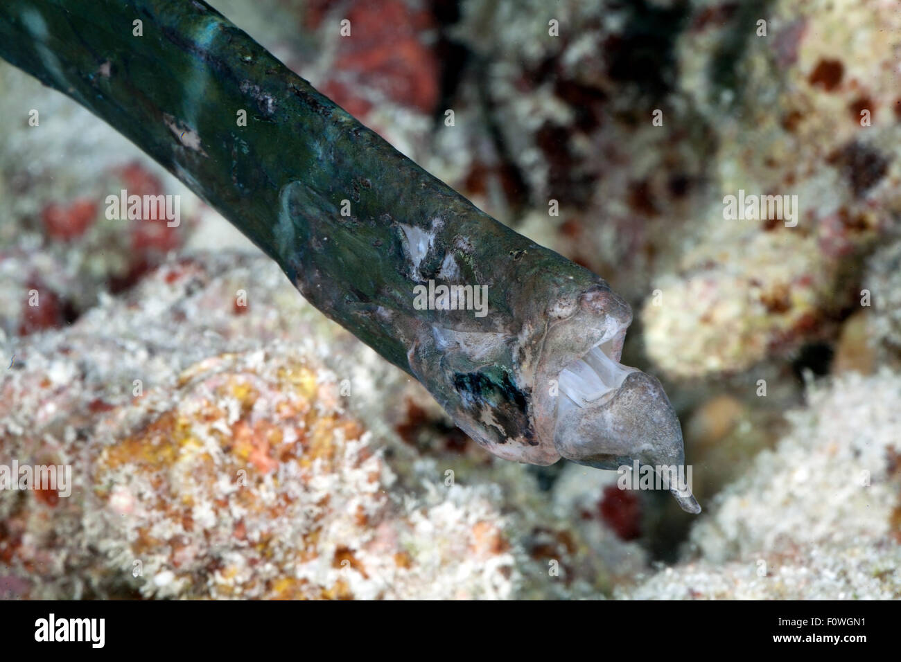 VERY CLOSE-UP VIEW OF TRUMPETFISH MOUTH Stock Photo - Alamy
