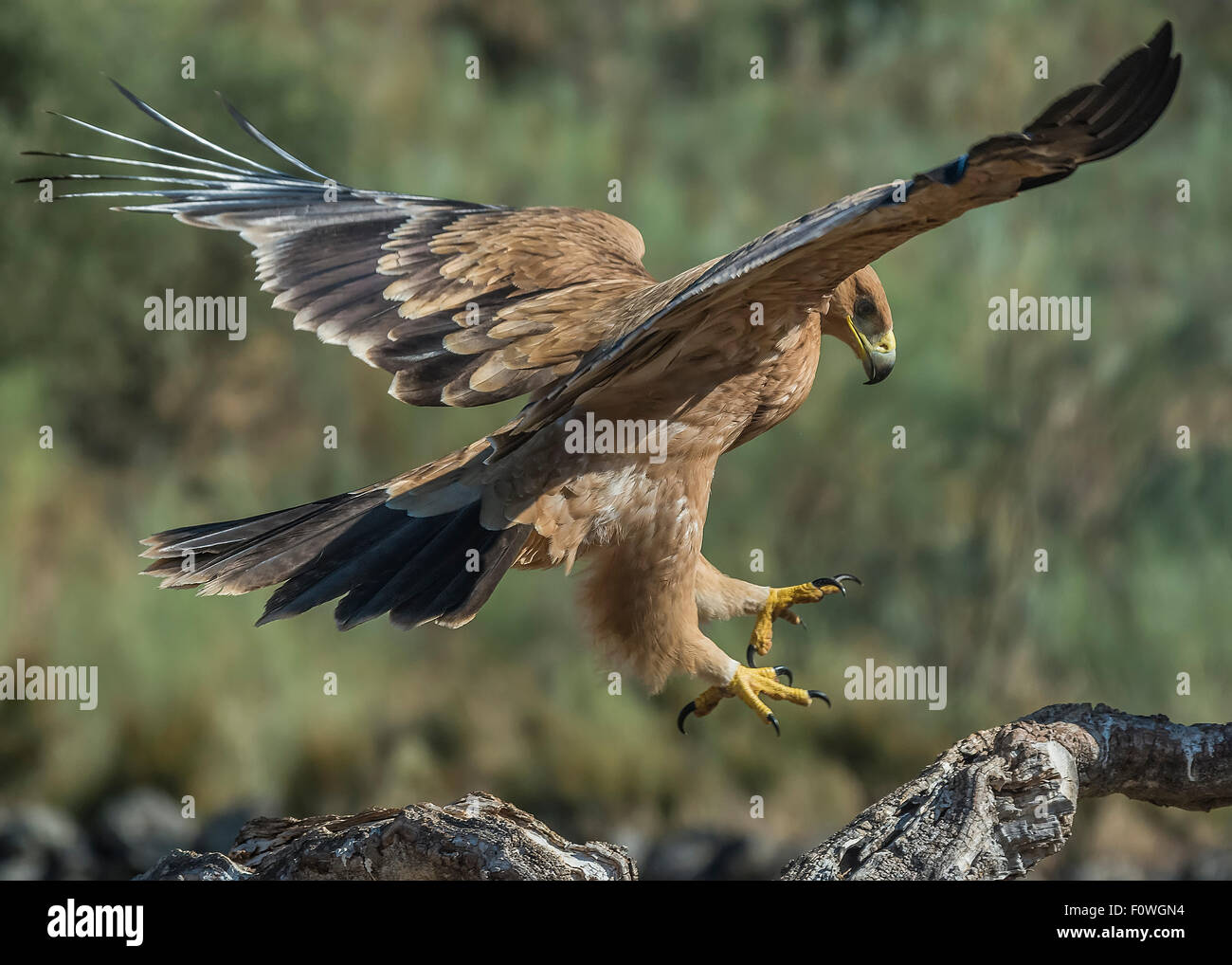 Spanish imperial eagle Stock Photo - Alamy
