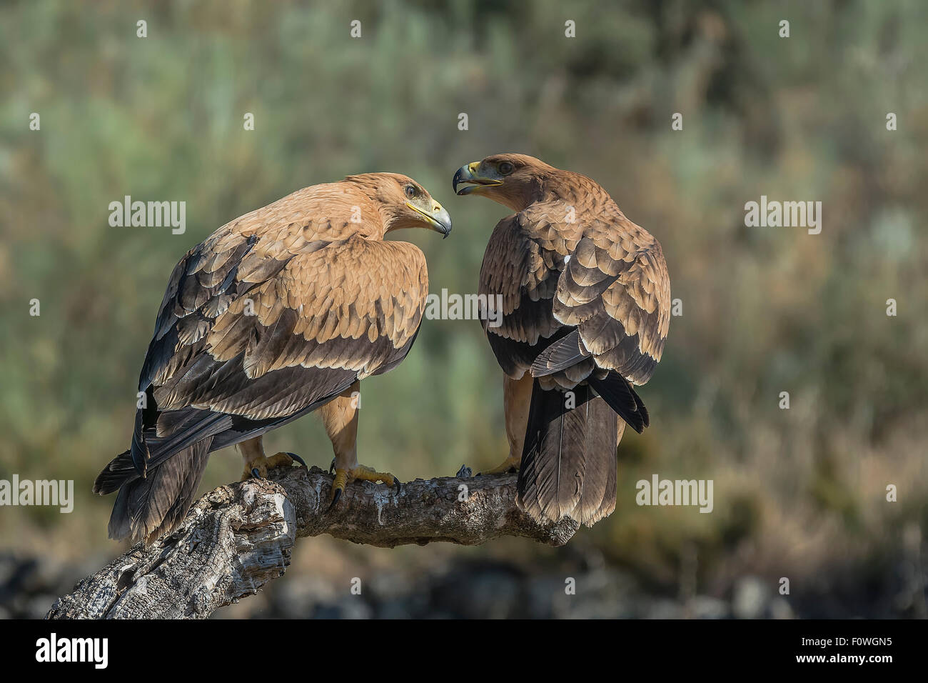 Spanish imperial eagle Stock Photo - Alamy