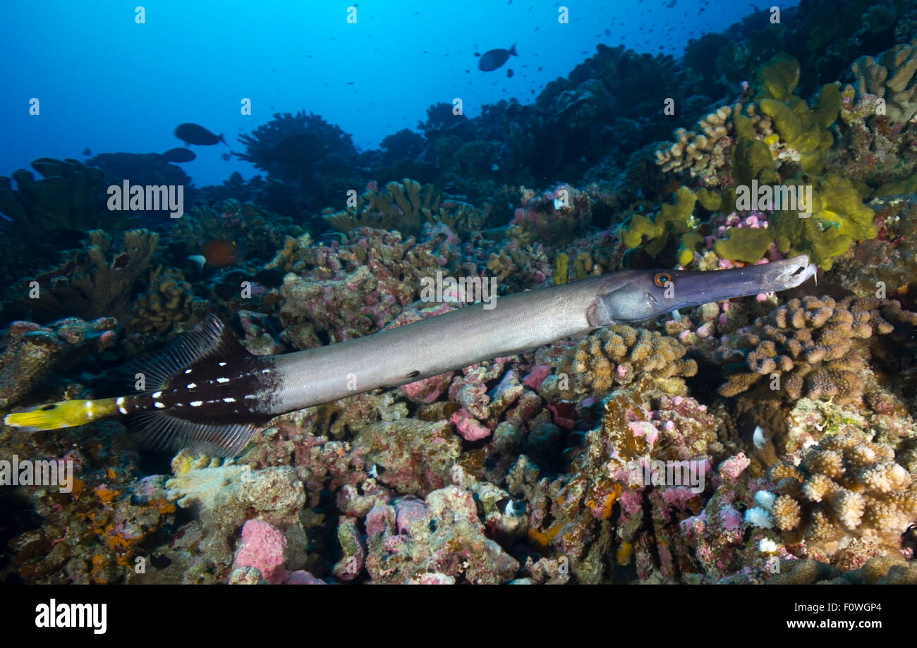 Yellow trumpetfish hi-res stock photography and images - Alamy