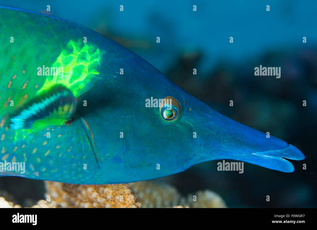 CLOSE-UP VIEW OF SMALL WRASSE SWIMMING ON CORAL REEF Stock Photo - Alamy