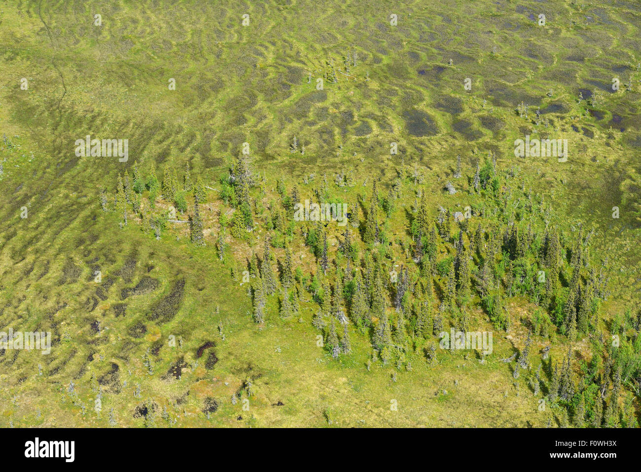 Aerial view of peat bogs and taiga boreal forest, Sjaunja Bird ...