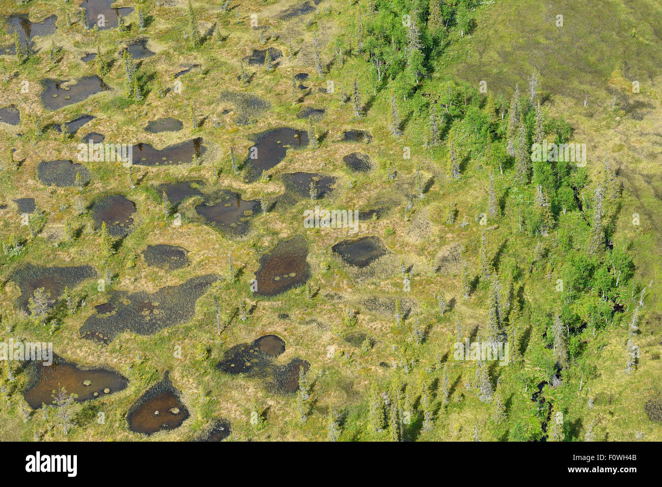 Aerial view of peat bogs and taiga boreal forest, Sjaunja Bird ...